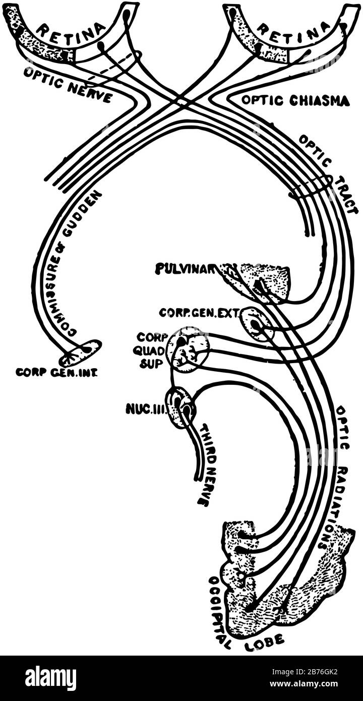 This illustration represents Optic Nerve and Optic Tract, vintage line ...