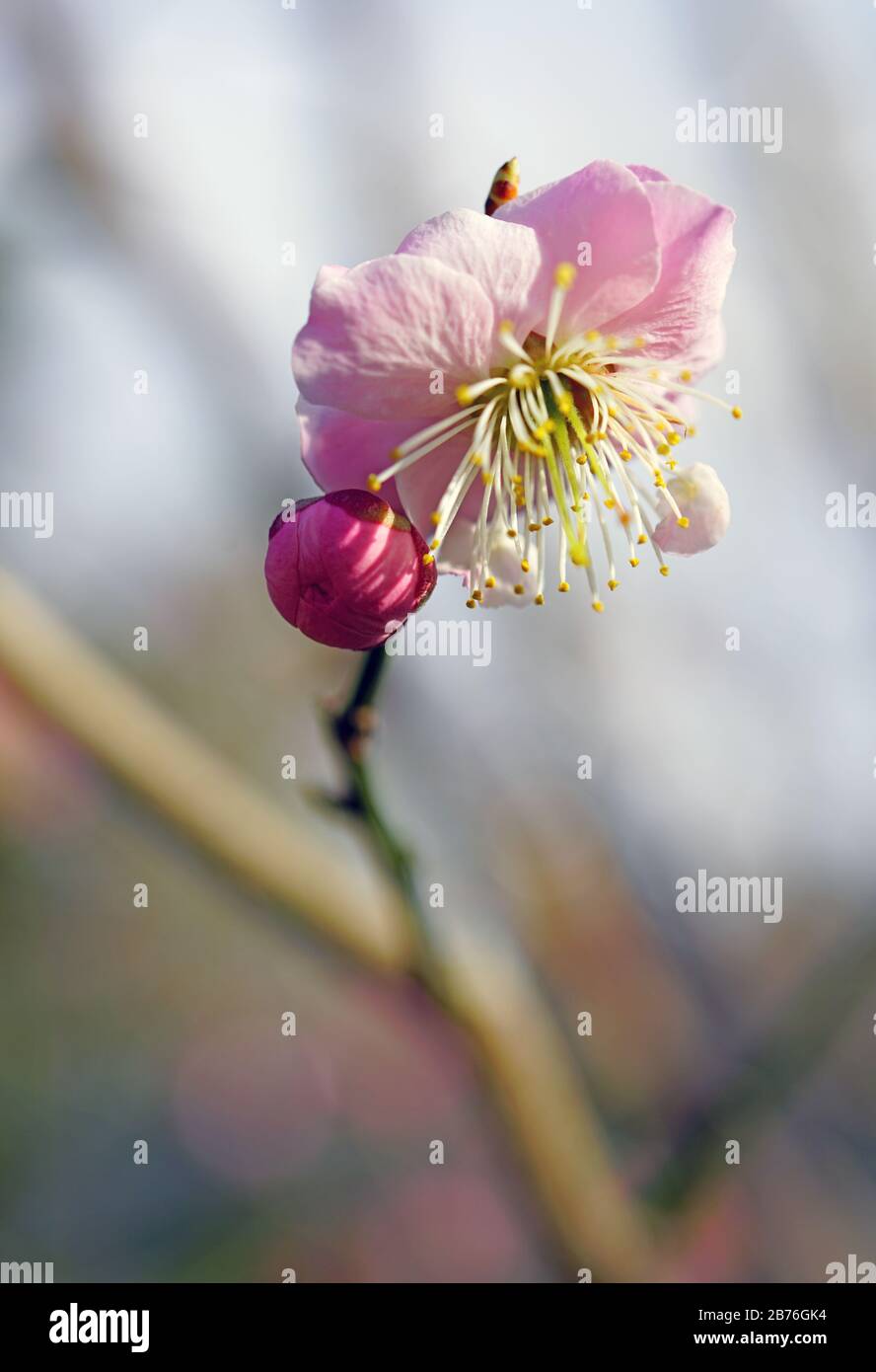 Pink flower blooms of the Japanese ume apricot tree, prunus mume Stock ...