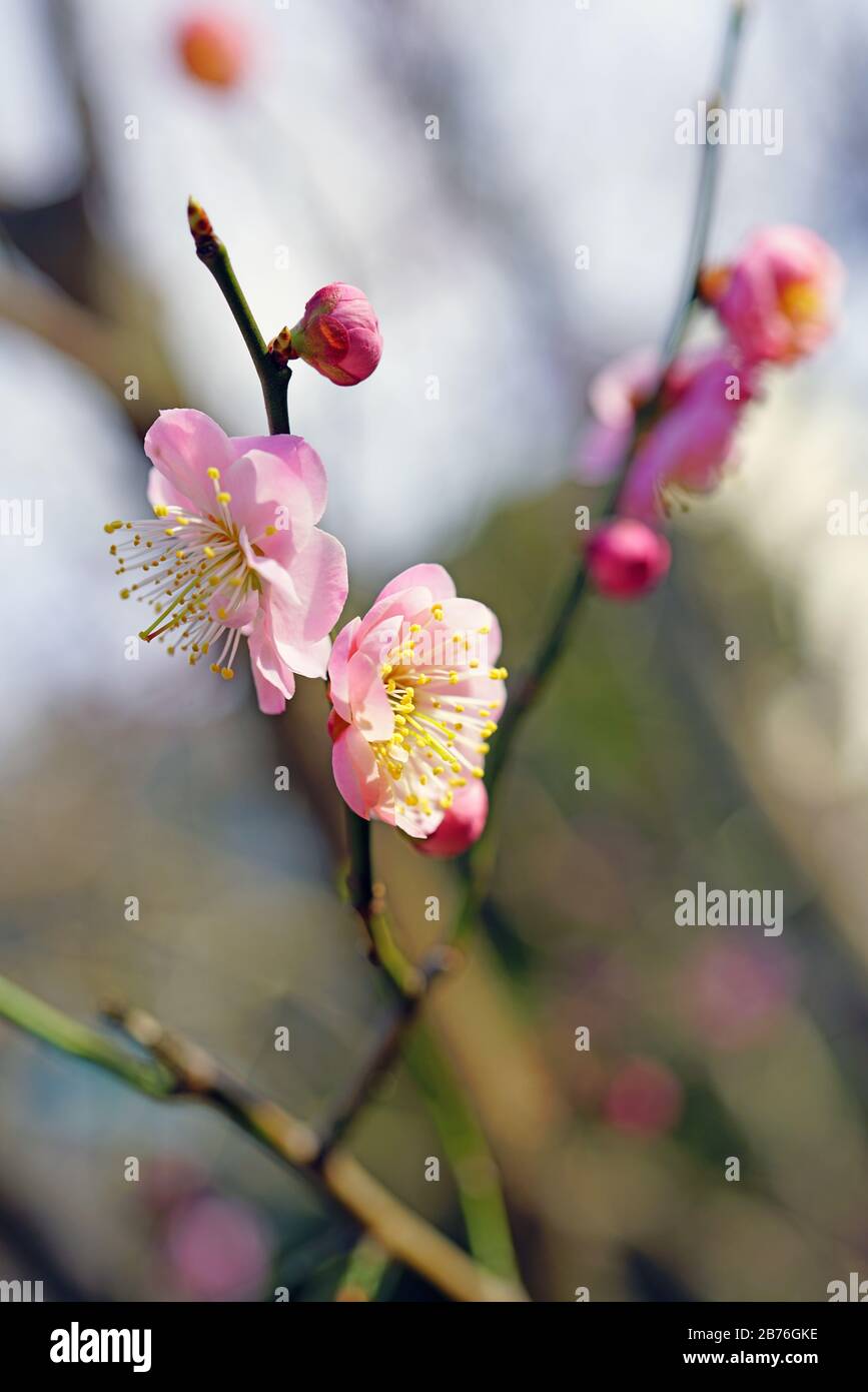 Pink flower blooms of the Japanese ume apricot tree, prunus mume Stock ...