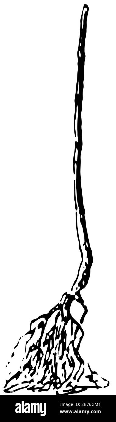 This illustration represents Completely Pruned Peach Tree which will ...