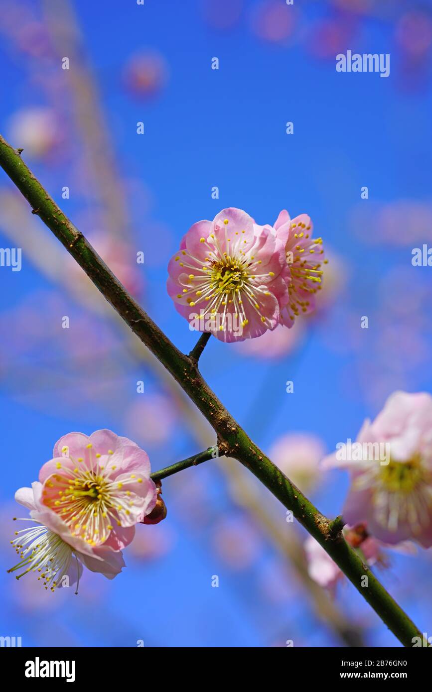 Pink flower blooms of the Japanese ume apricot tree, prunus mume Stock ...