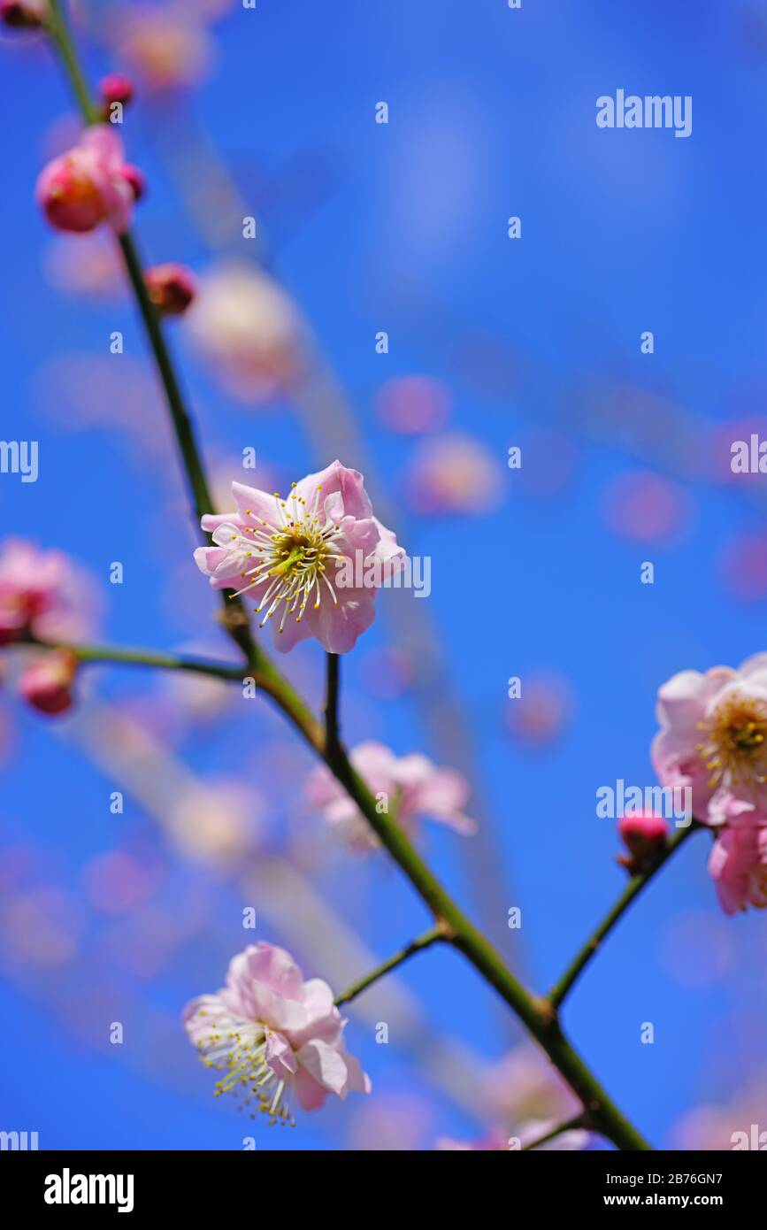 Pink flower blooms of the Japanese ume apricot tree, prunus mume Stock ...