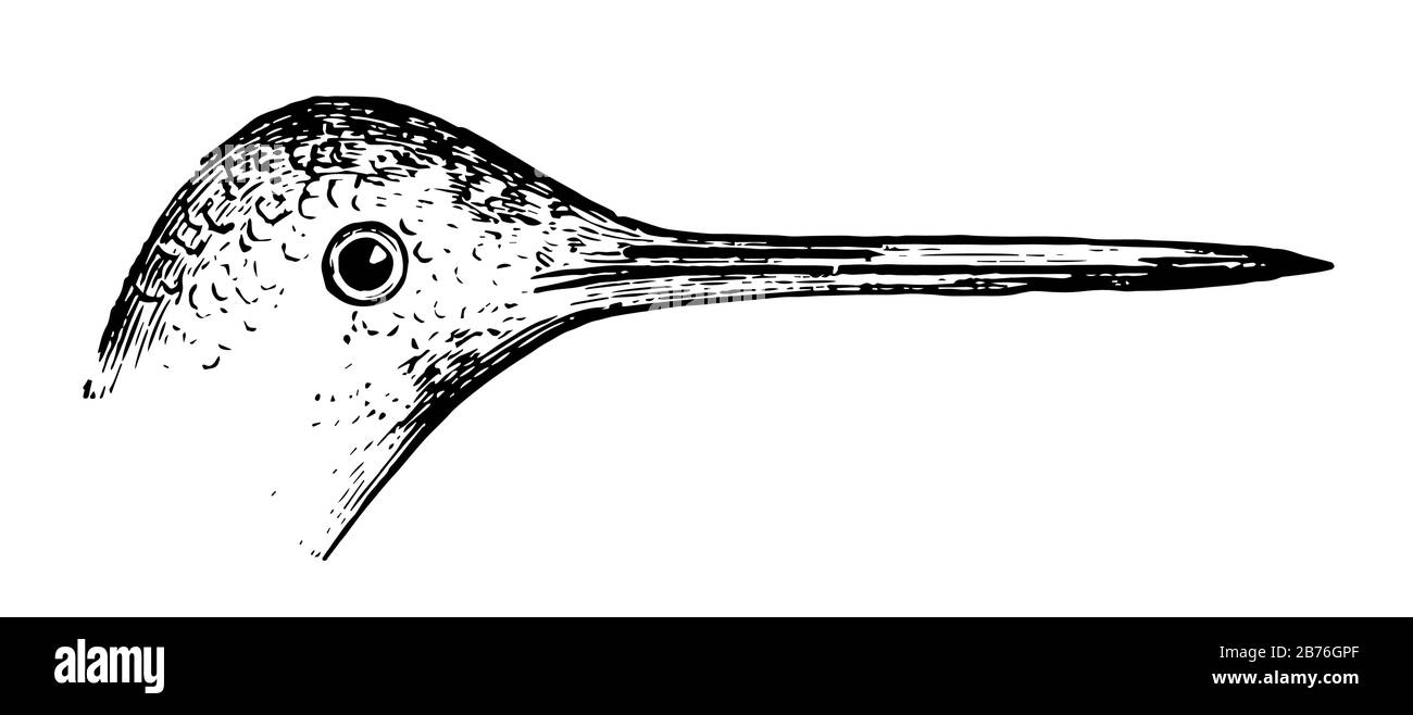 This image represents Hummingbird Beak, vintage line drawing or ...
