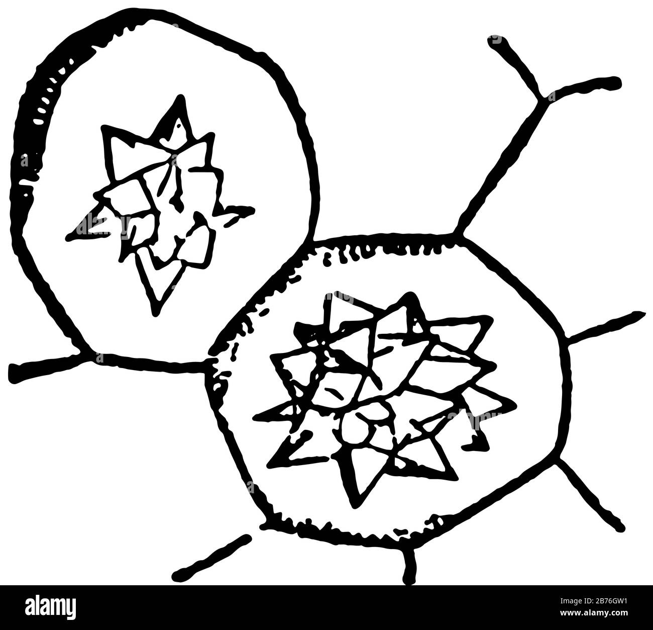 Cells of Beet-root containing conglomerate crystals, vintage line ...