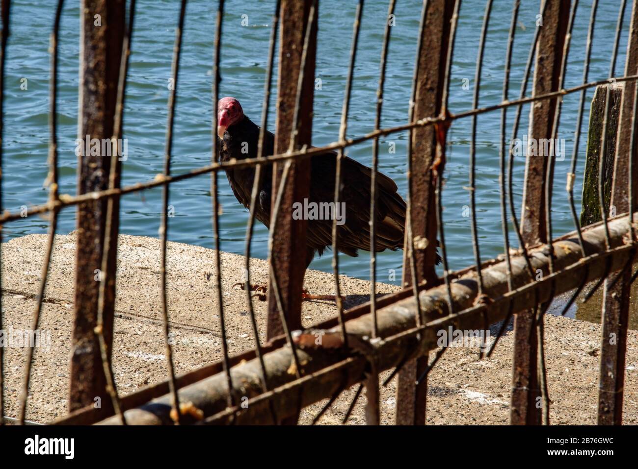 Red-headed condor standing looking through a lattice Stock Photo - Alamy