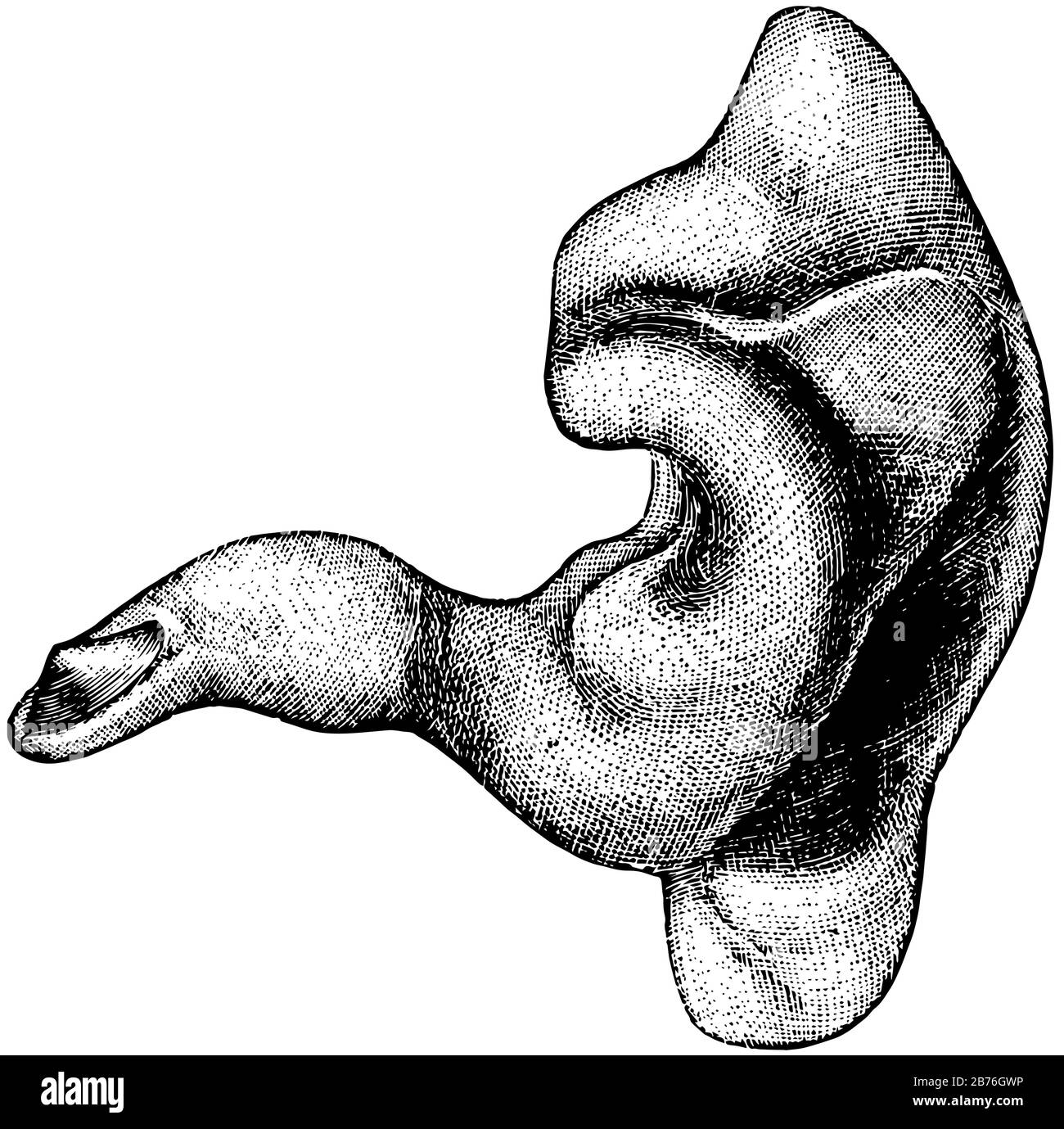 This illustration represents External auditory canal, vintage line ...