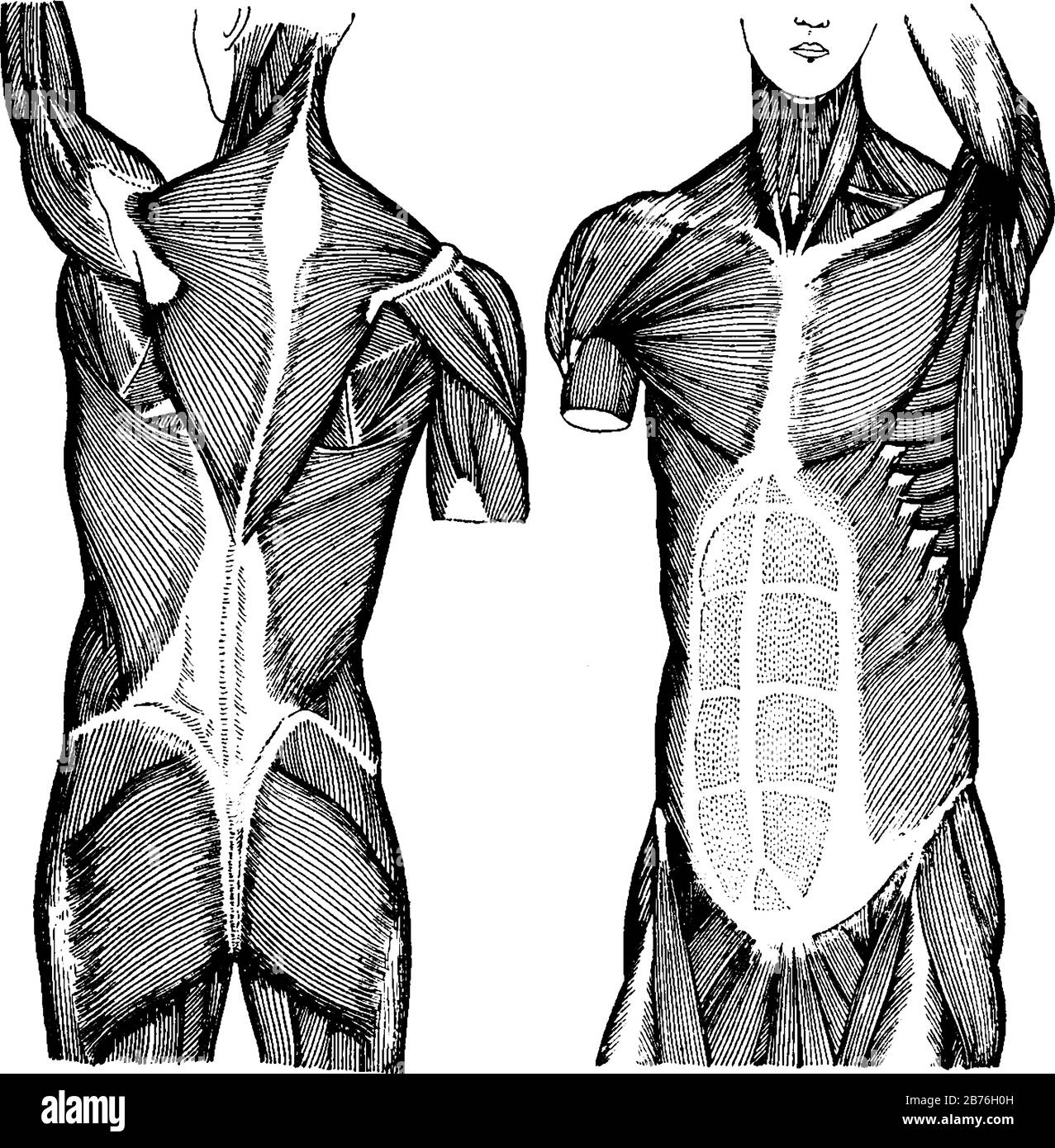 This illustration represents Trunk Muscles, vintage line drawing or ...