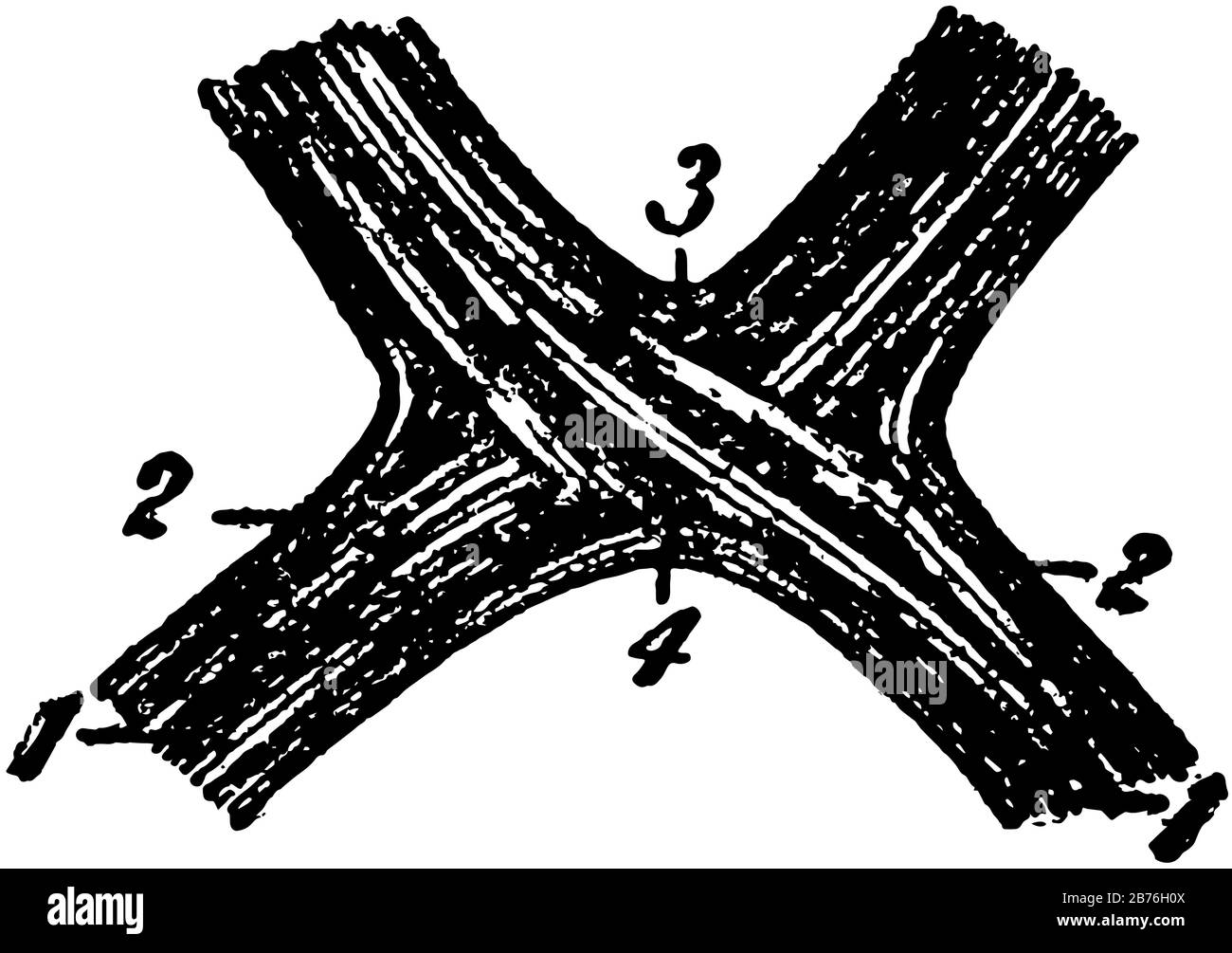 This illustration represents The Optic Chiasma, vintage line drawing or ...
