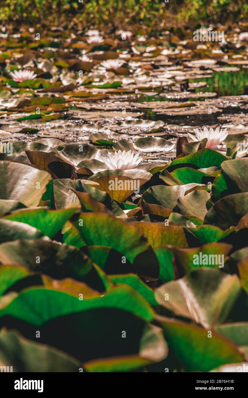 Lotus flowers with their leaves floating on a lake Stock Photo - Alamy