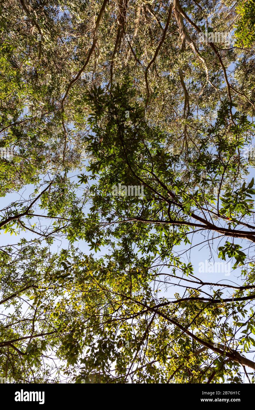 Up to the tree top shot from below Stock Photo - Alamy