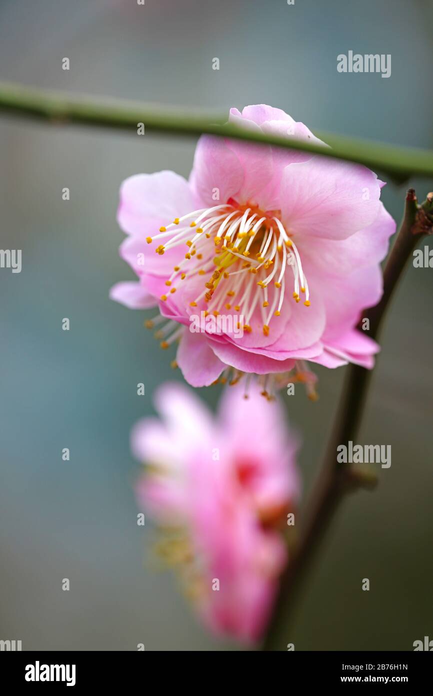 Pink flower blooms of the Japanese ume apricot tree, prunus mume Stock ...