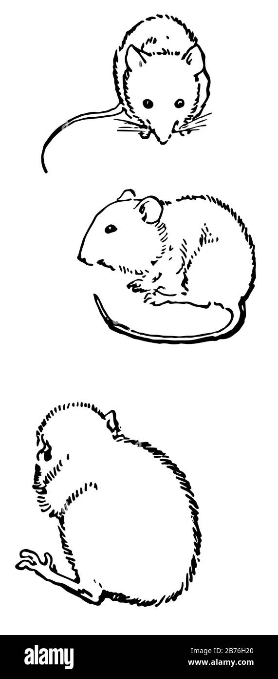 Mice sitting in this design, vintage line drawing or engraving ...