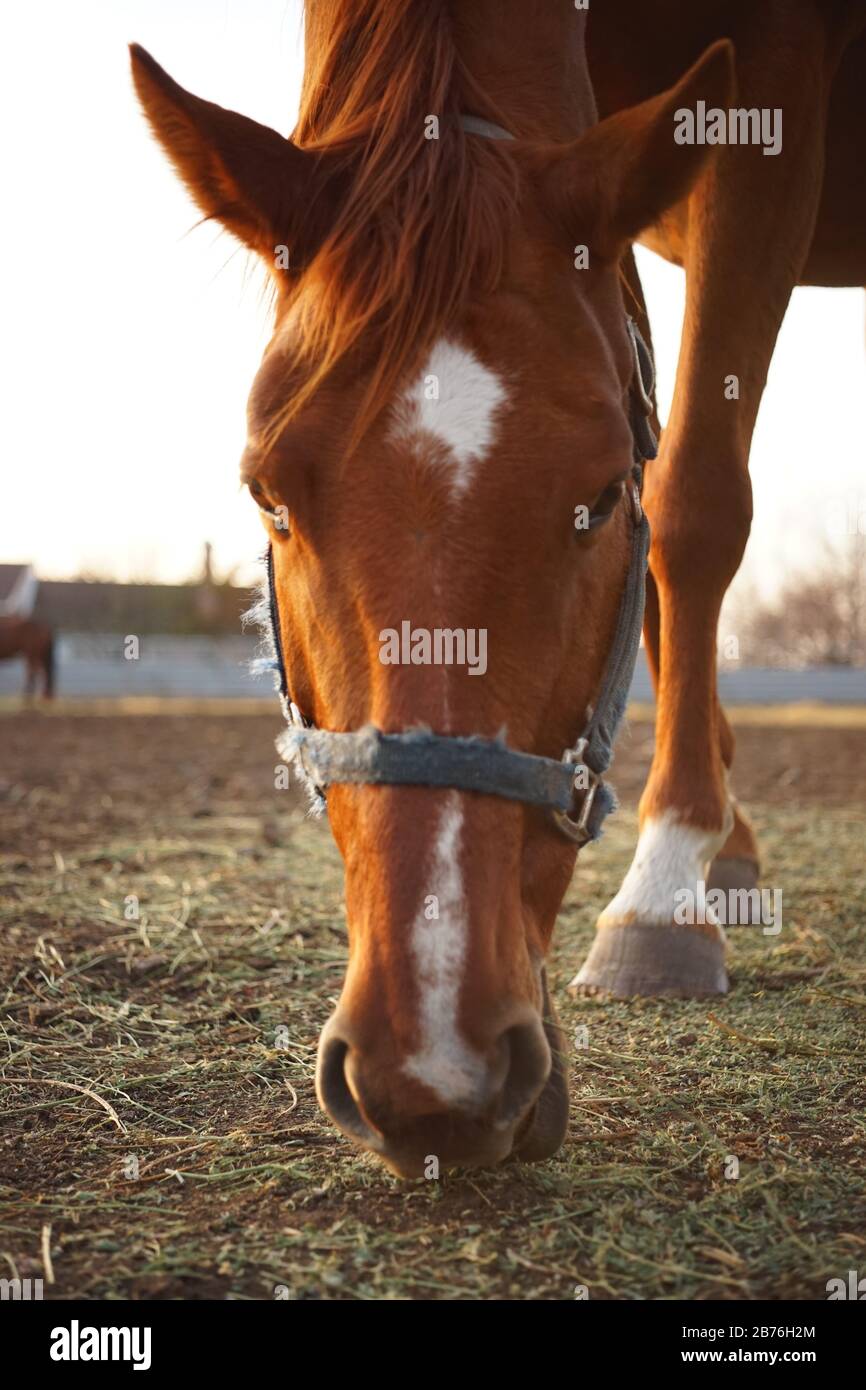 Portrait of a brown horse outdoor, close-up face Stock Photo - Alamy