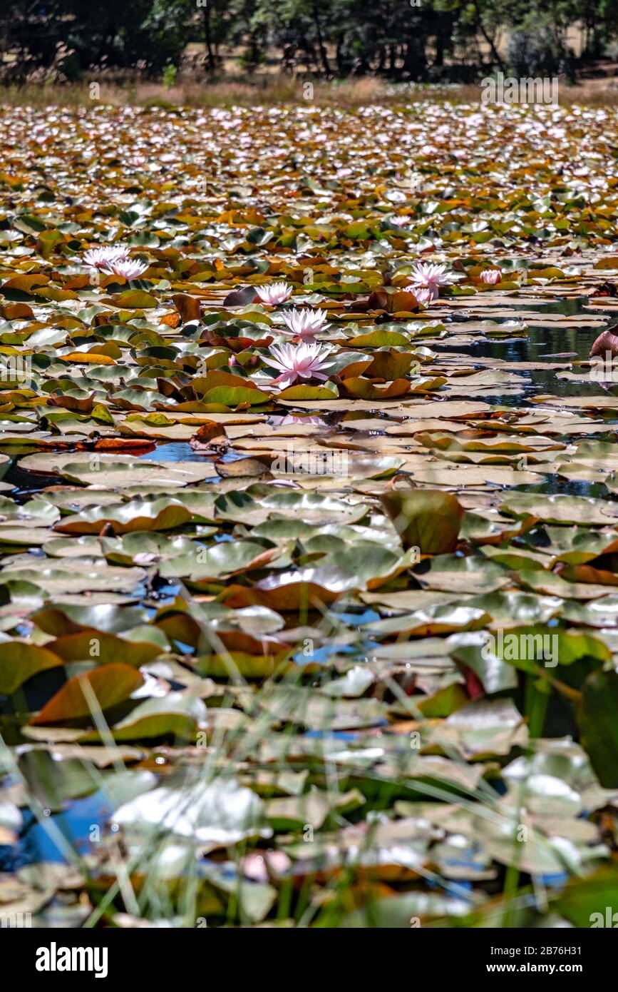 Lotus flowers with their leaves floating on a lake Stock Photo - Alamy