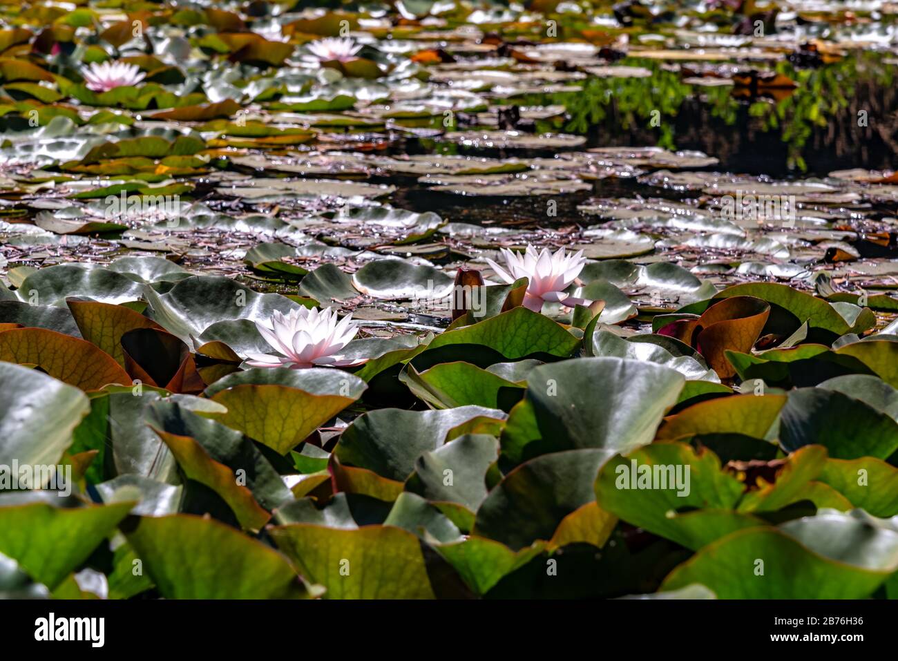 Lotus flowers with their leaves floating on a lake Stock Photo - Alamy