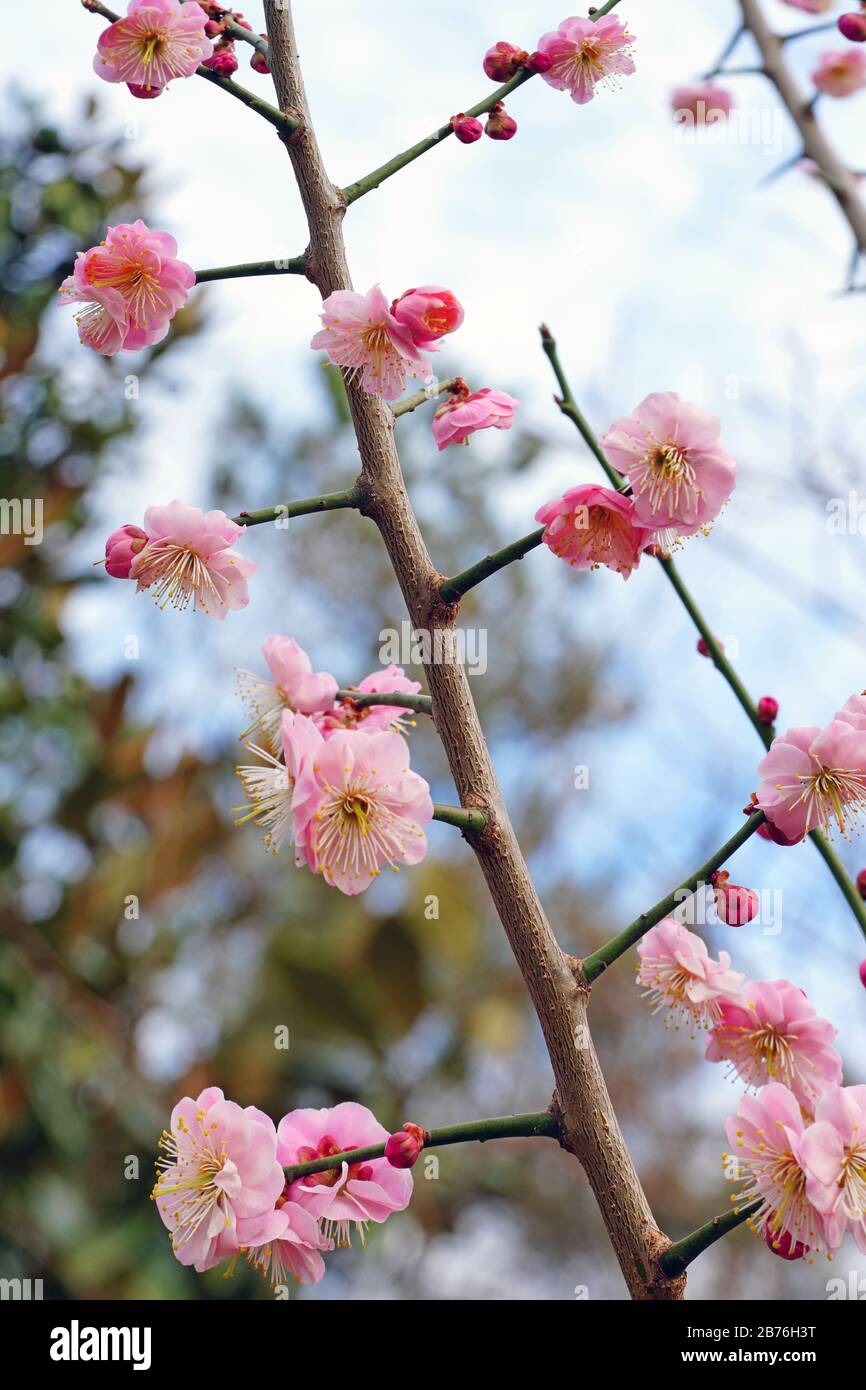 Pink flower blooms of the Japanese ume apricot tree, prunus mume Stock ...