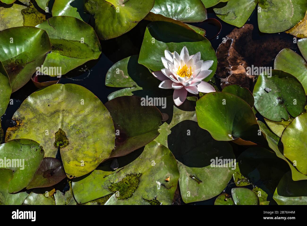 Detailed close-up of a lotus flower and a lot of leaves floating in the ...