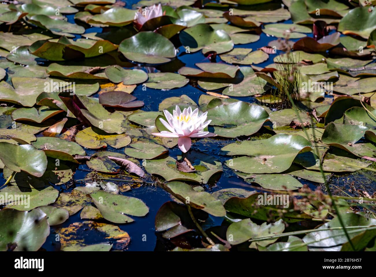 Lotus flowers with their leaves floating on a lake Stock Photo - Alamy