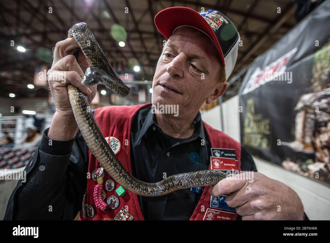 Snake showing hi-res stock photography and images - Alamy