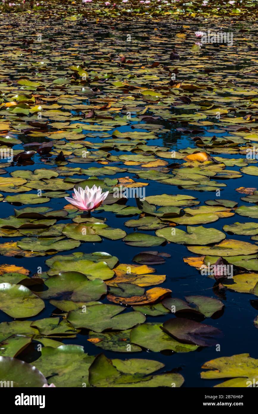 Delicated picture of a pink lotus flower and a lot of leaves floating ...
