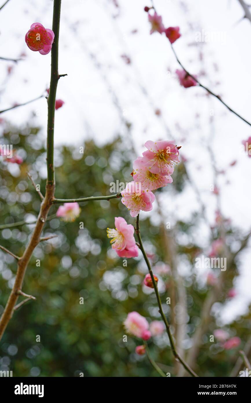 Pink flower blooms of the Japanese ume apricot tree, prunus mume Stock ...