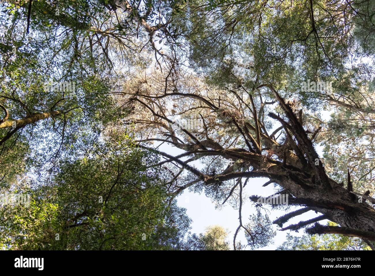 Up to the tree top shot from below Stock Photo - Alamy
