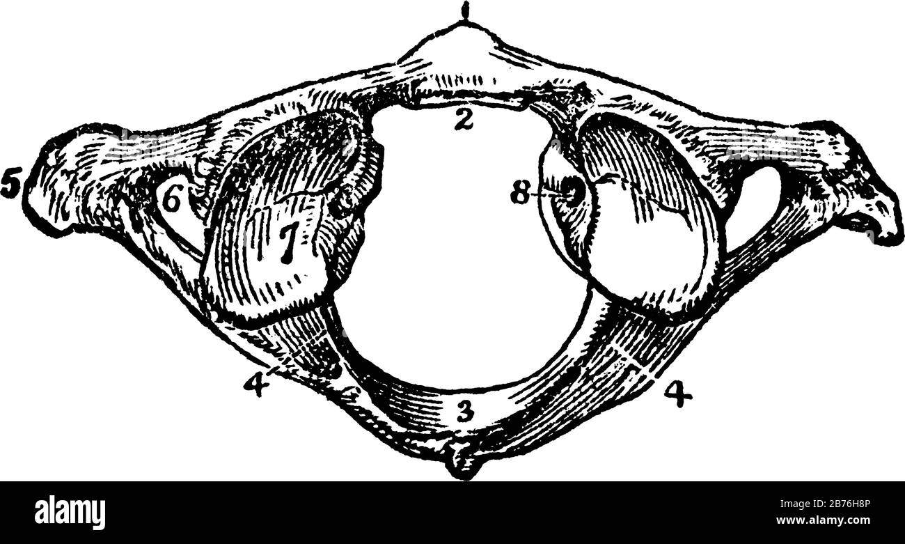Atlas line drawing Stock Vector Images - Alamy