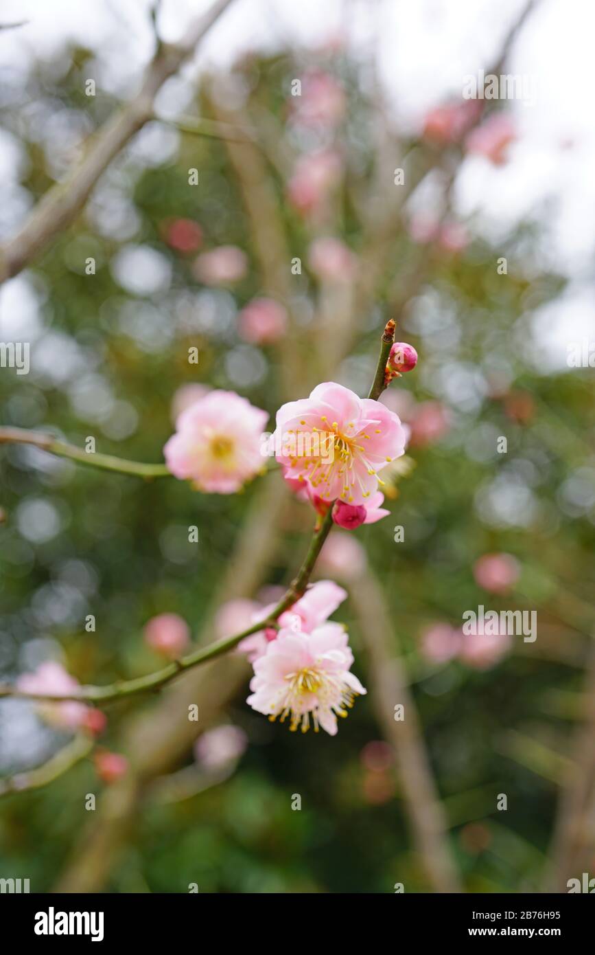 Pink flower blooms of the Japanese ume apricot tree, prunus mume Stock ...