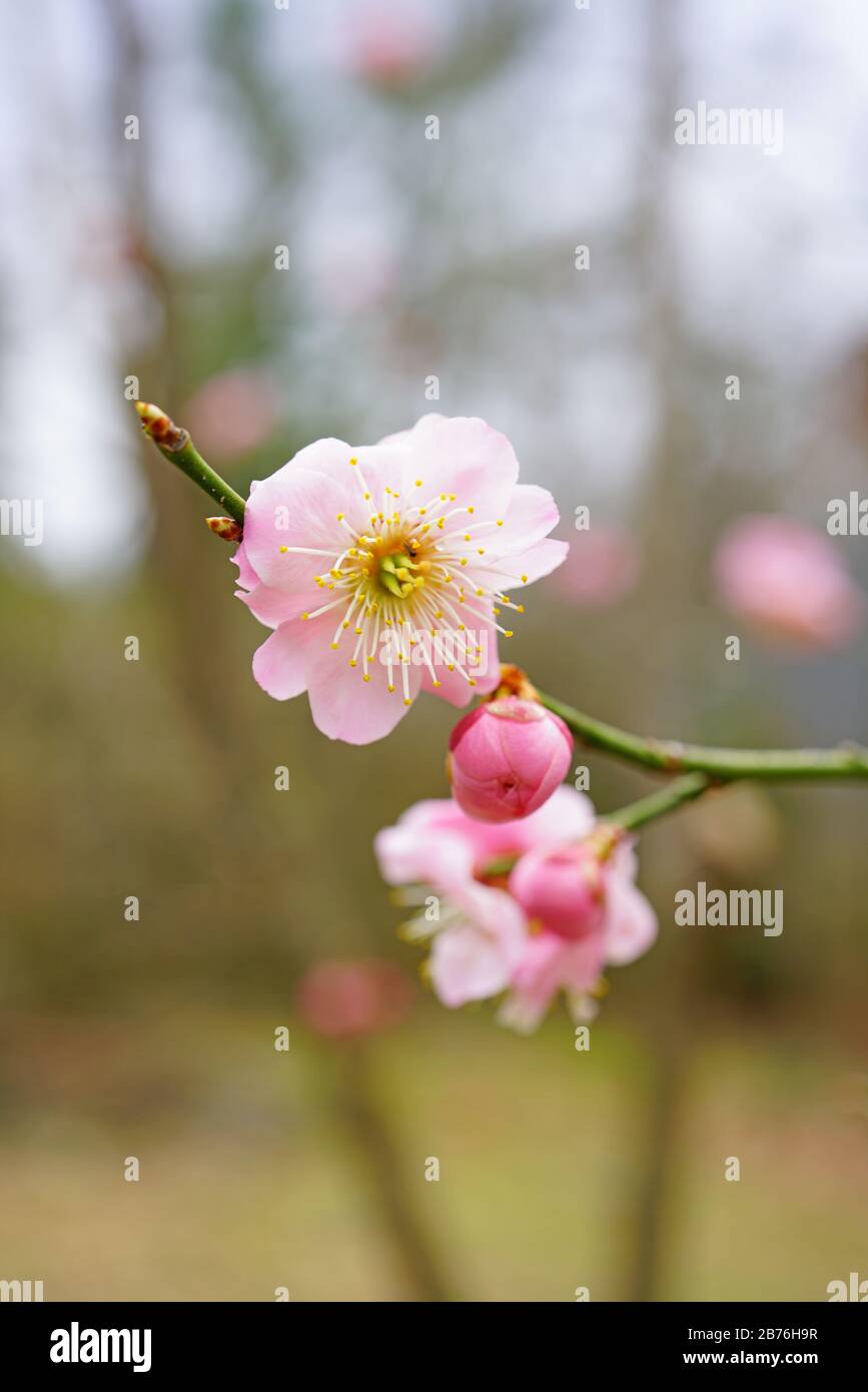 Pink flower blooms of the Japanese ume apricot tree, prunus mume Stock ...