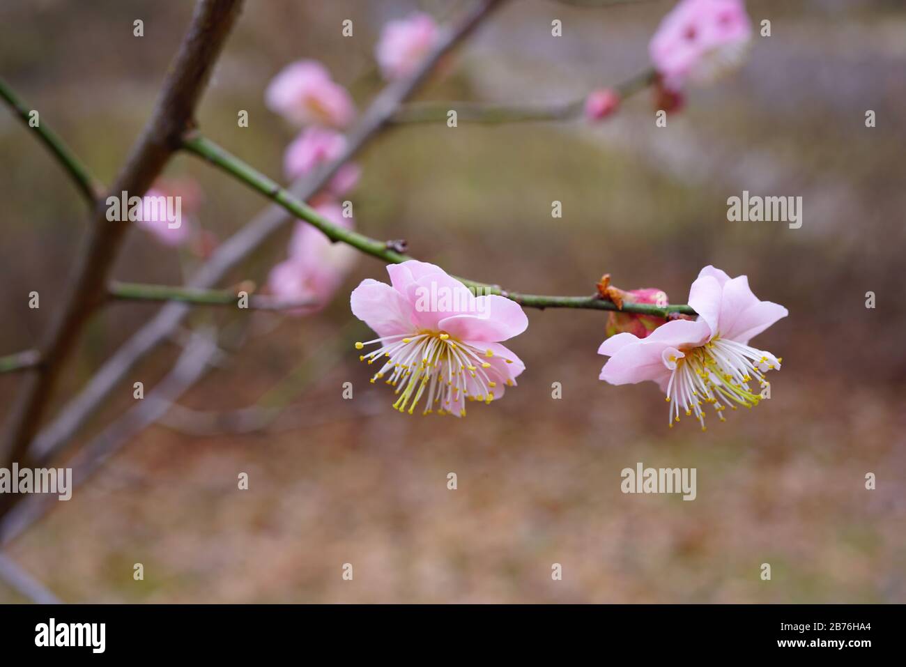 Pink flower blooms of the Japanese ume apricot tree, prunus mume Stock ...