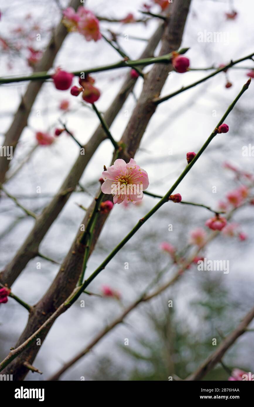 Pink flower blooms of the Japanese ume apricot tree, prunus mume Stock ...