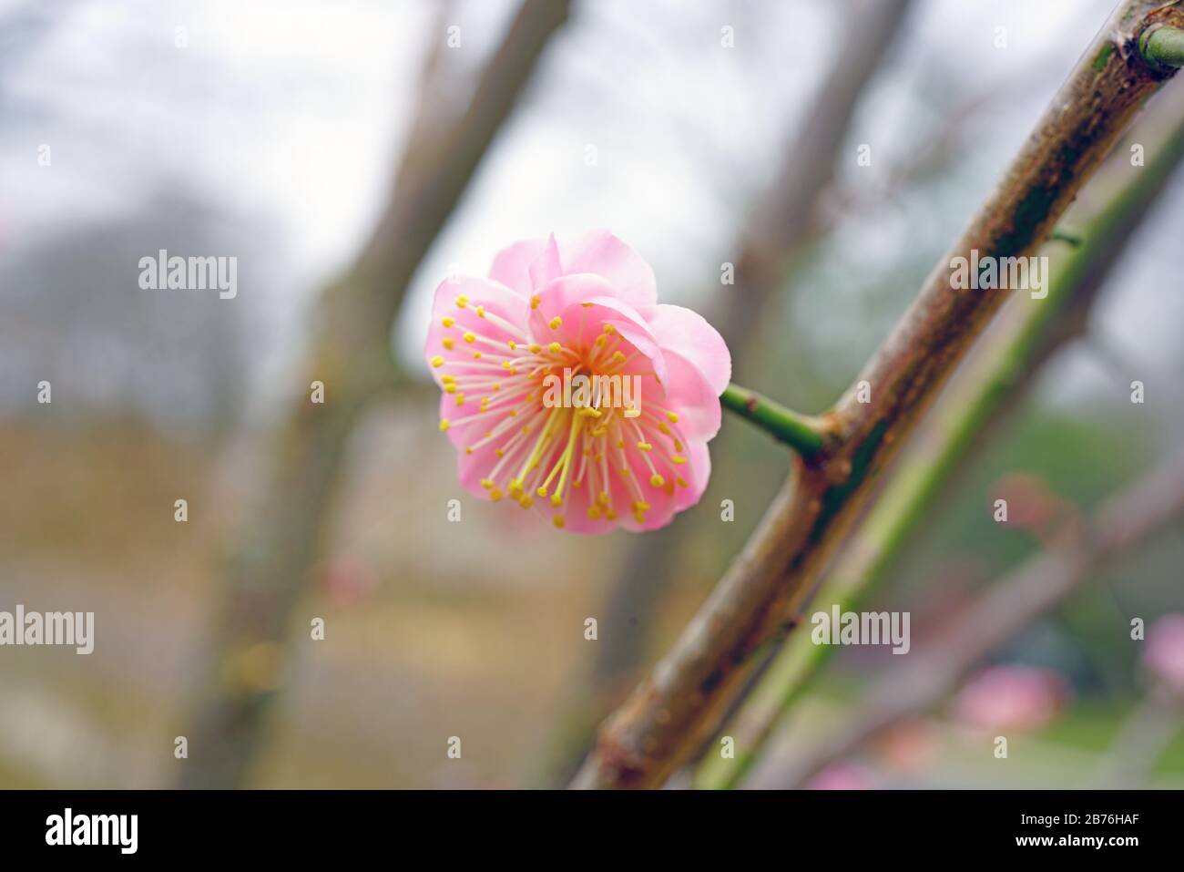 Pink flower blooms of the Japanese ume apricot tree, prunus mume Stock ...