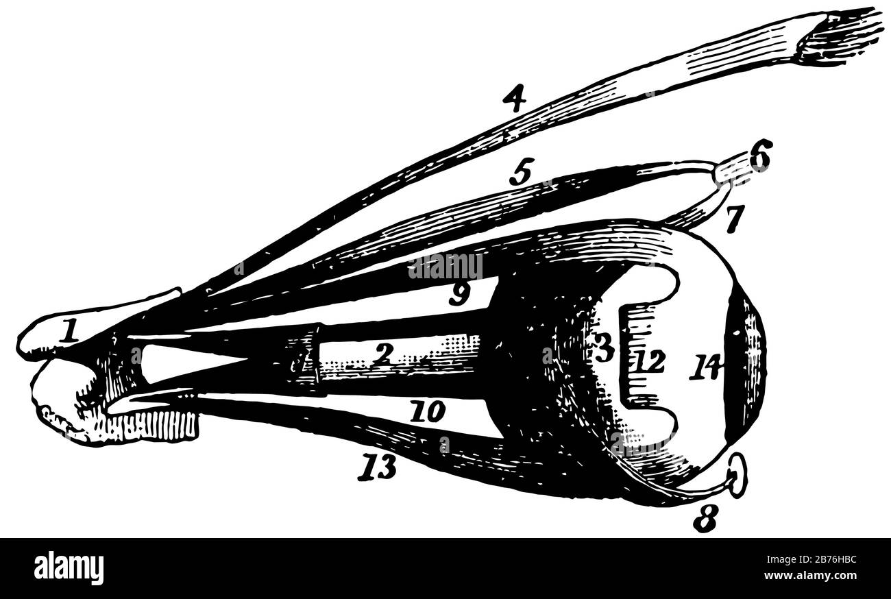 This illustration represents Eye Muscles, vintage line drawing or ...