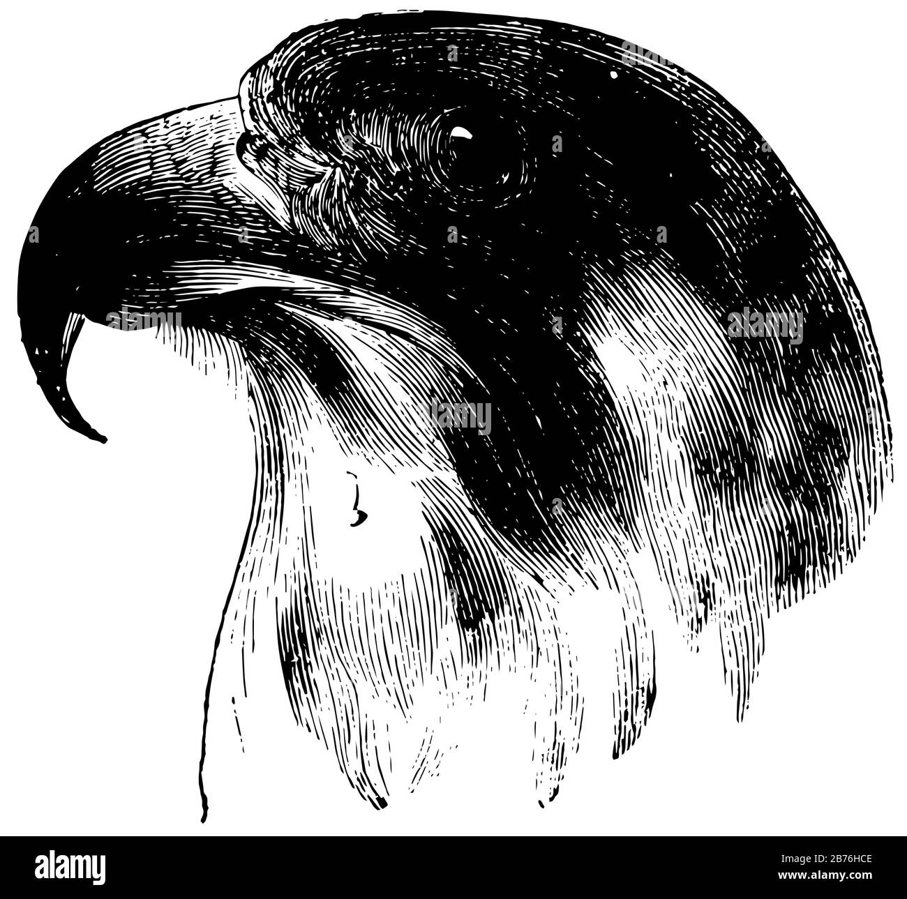 This illustration represents Head of a Peregrine Falcon, vintage line ...