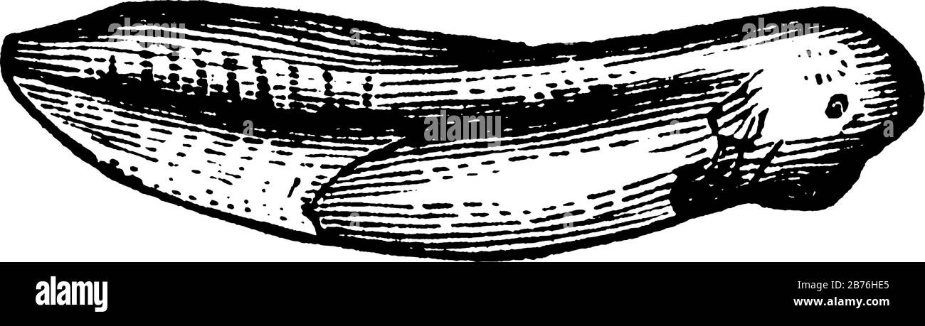 Amphibian life cycle Black and White Stock Photos & Images - Alamy