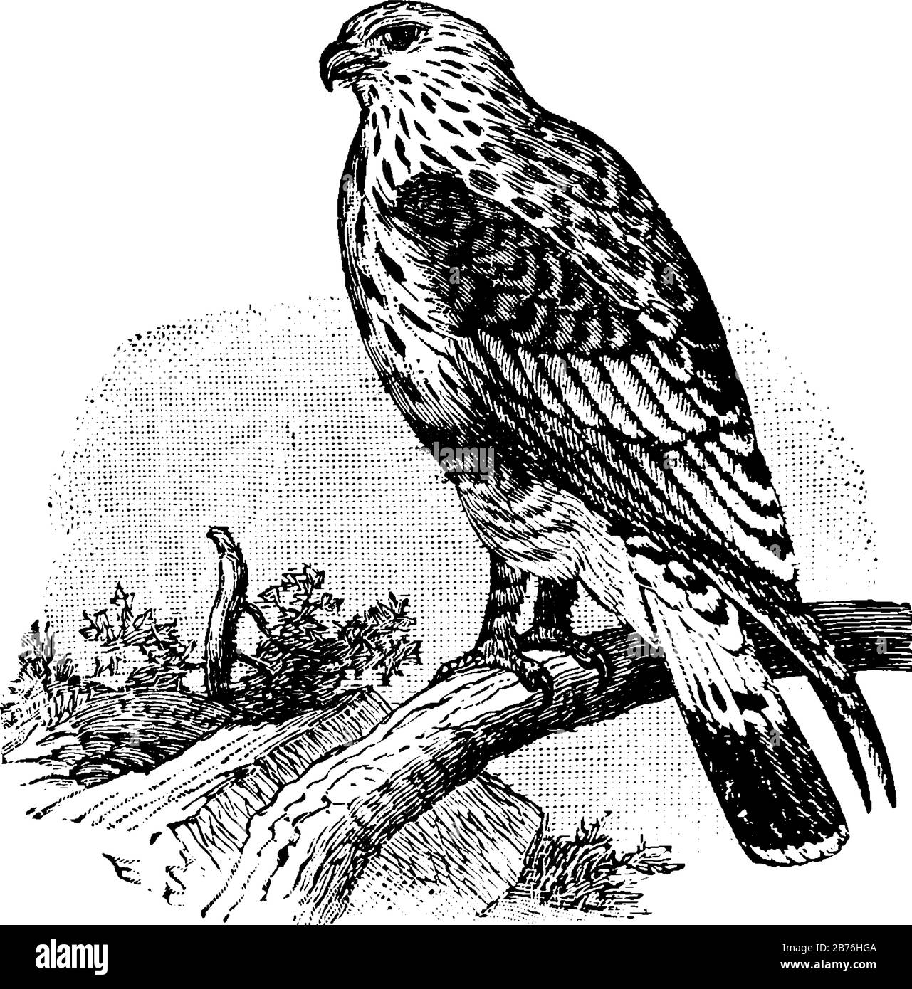 This image represents Rough Legged Buzzard, vintage line drawing or ...
