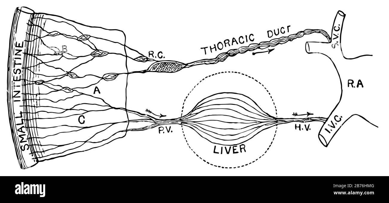 This diagram represents Intestinal absorption, vintage line drawing or ...