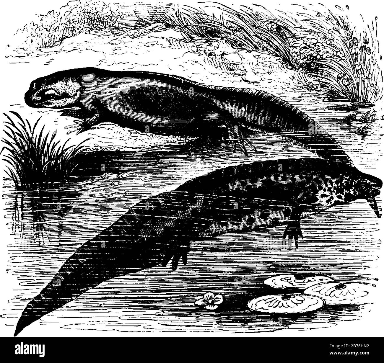 Smooth newt lives in ponds and ditches, vintage line drawing or ...