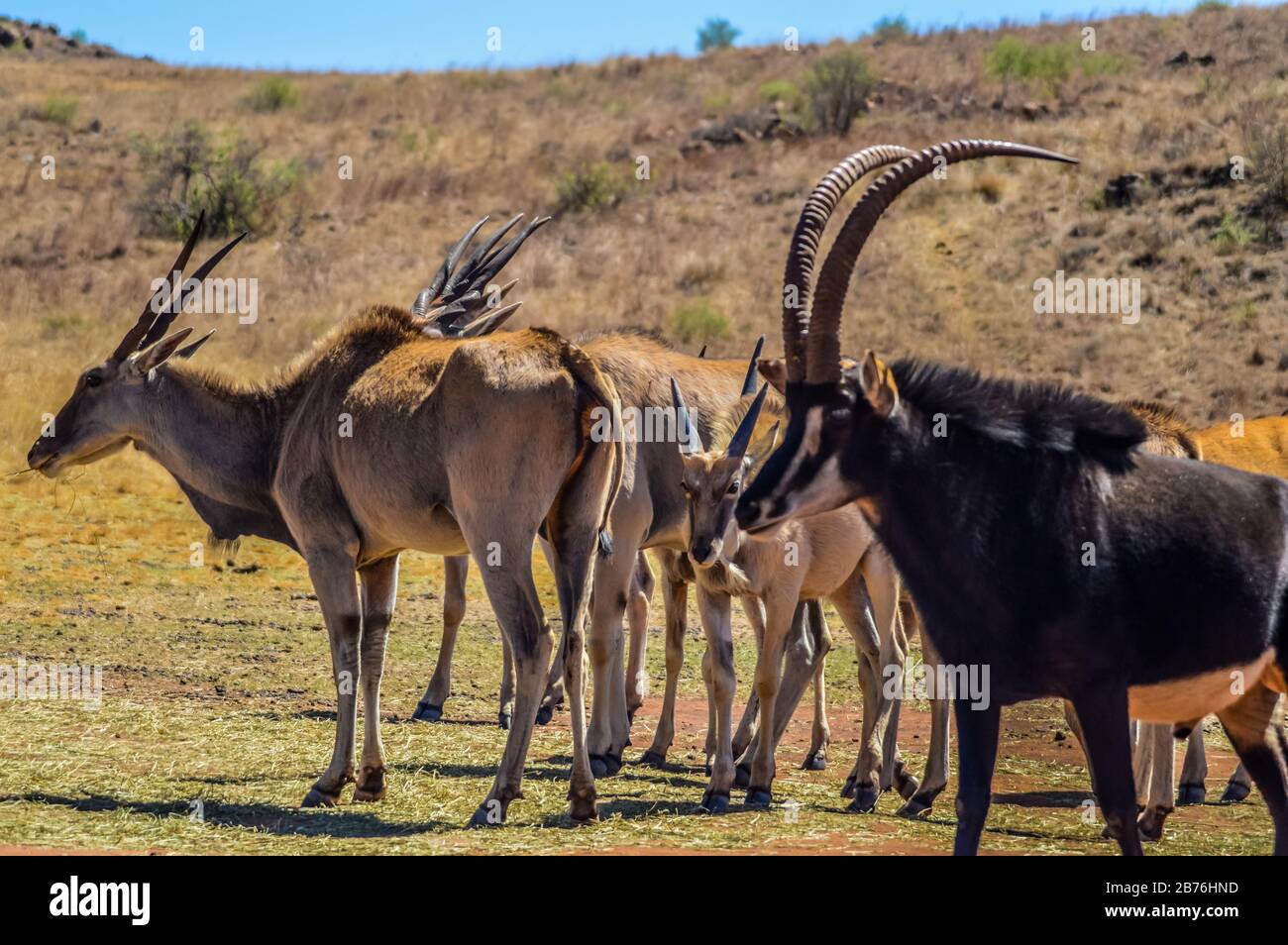 Bluebuck High Resolution Stock Photography and Images - Alamy