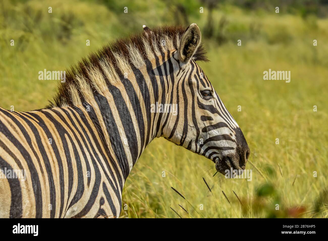 Zebra print design and seamless texture and pattern Stock Photo - Alamy
