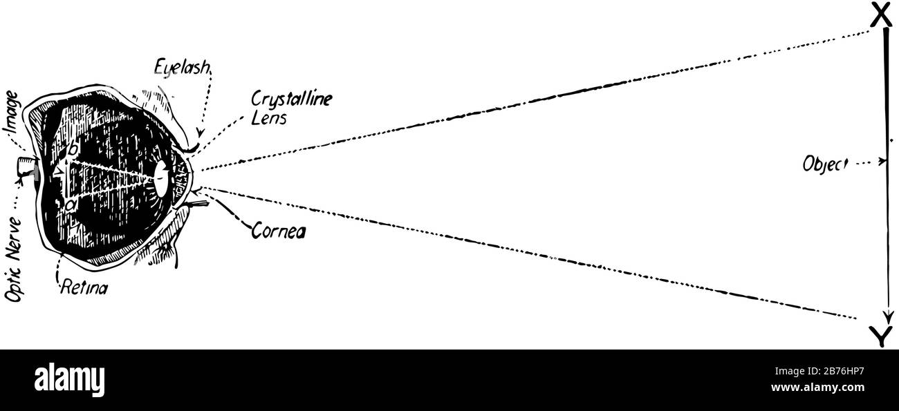 This illustration represents Eye Focusing on Object, vintage line ...