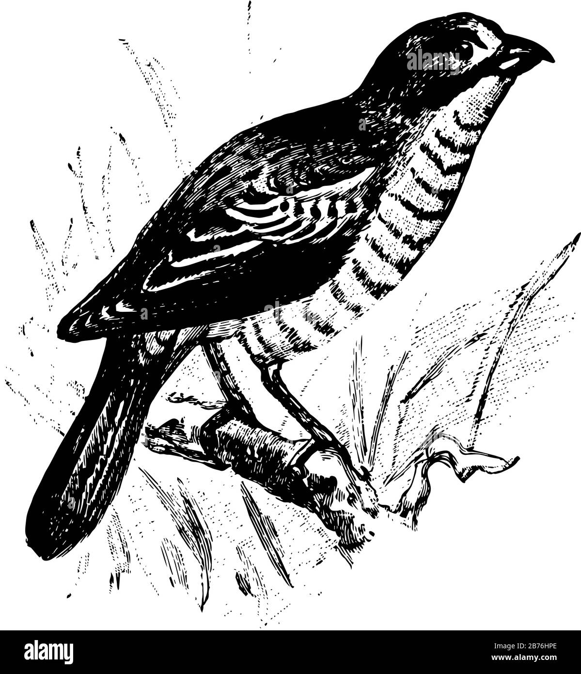 Tender line art illustration Stock Vector Images - Alamy