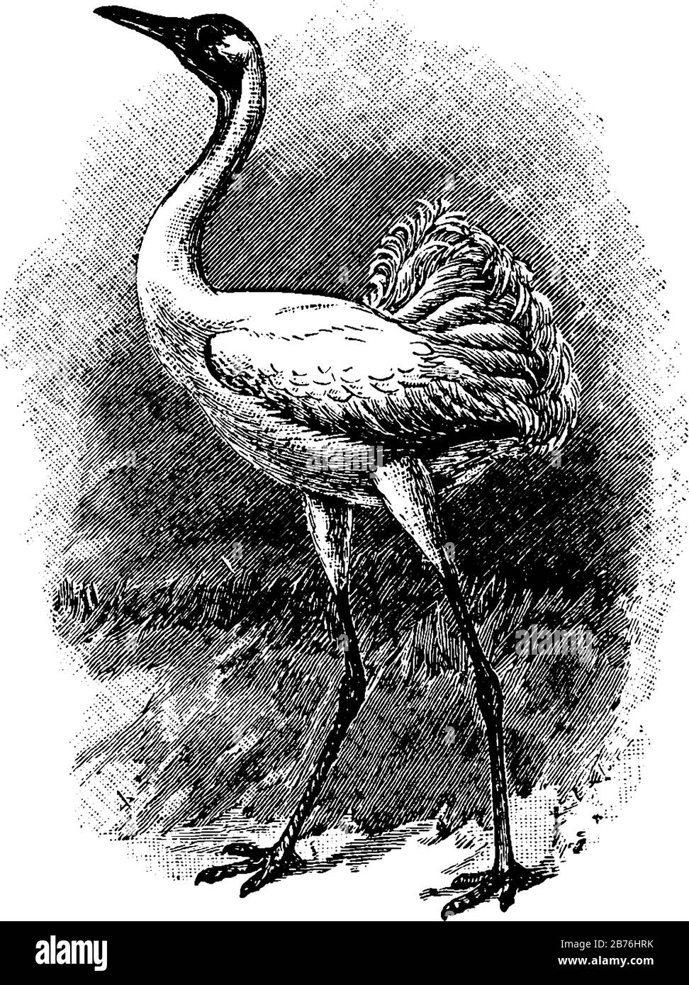 Whooping Crane is a very tall grazing bird, vintage line drawing or ...
