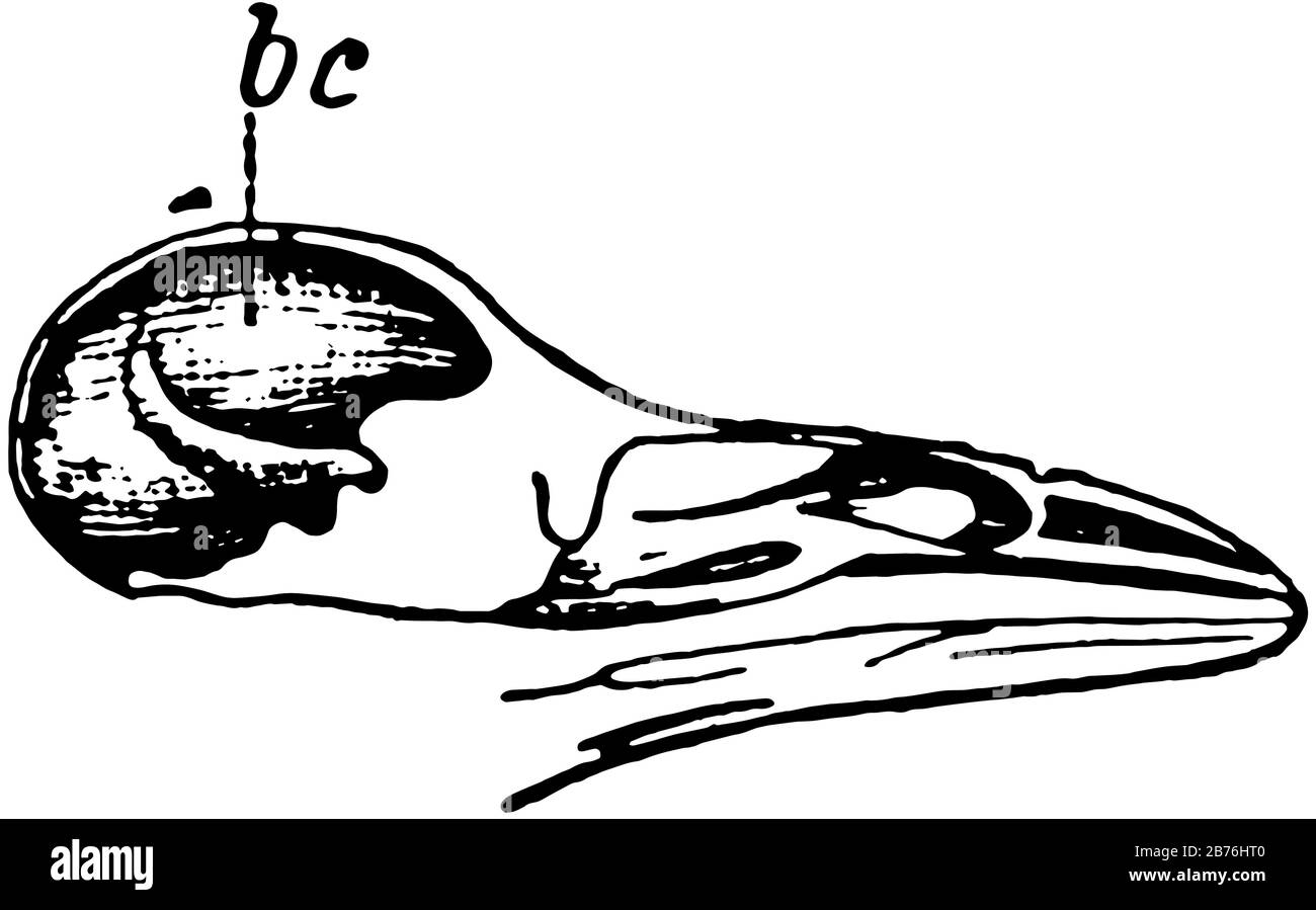 Crow skull showing the brain cavity, vintage line drawing or engraving ...