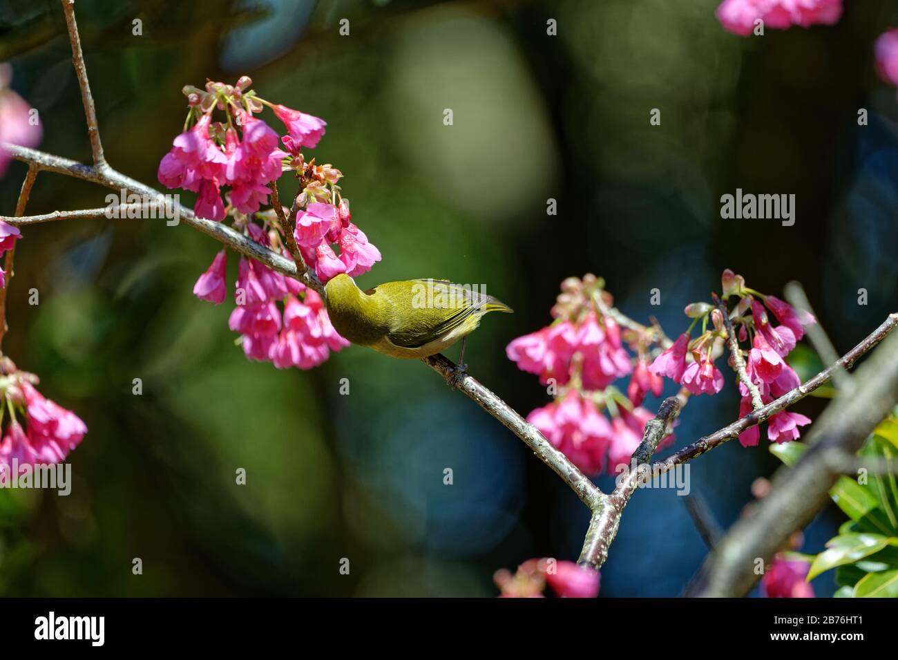 Warbling white-eye Zosterops japonicus on a tree in mount Kagami in ...