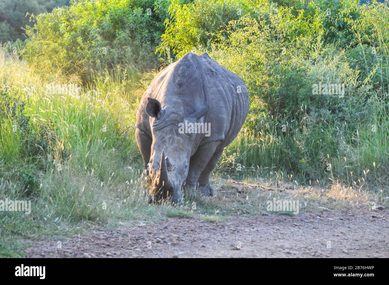 Alert and charging bull white Rhino or Rhinoceros in a nature reserve ...