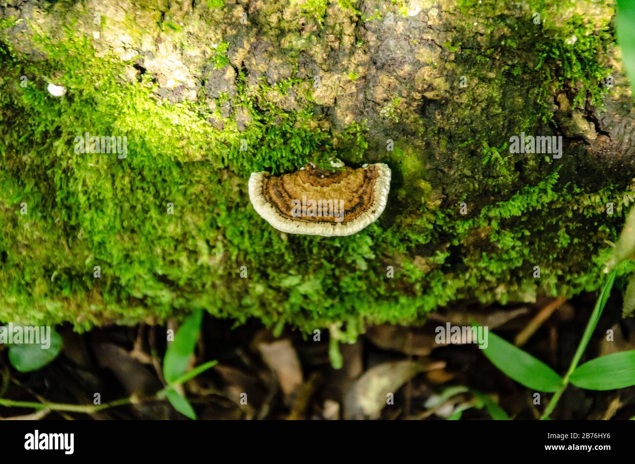 Parasit hi-res stock photography and images - Alamy