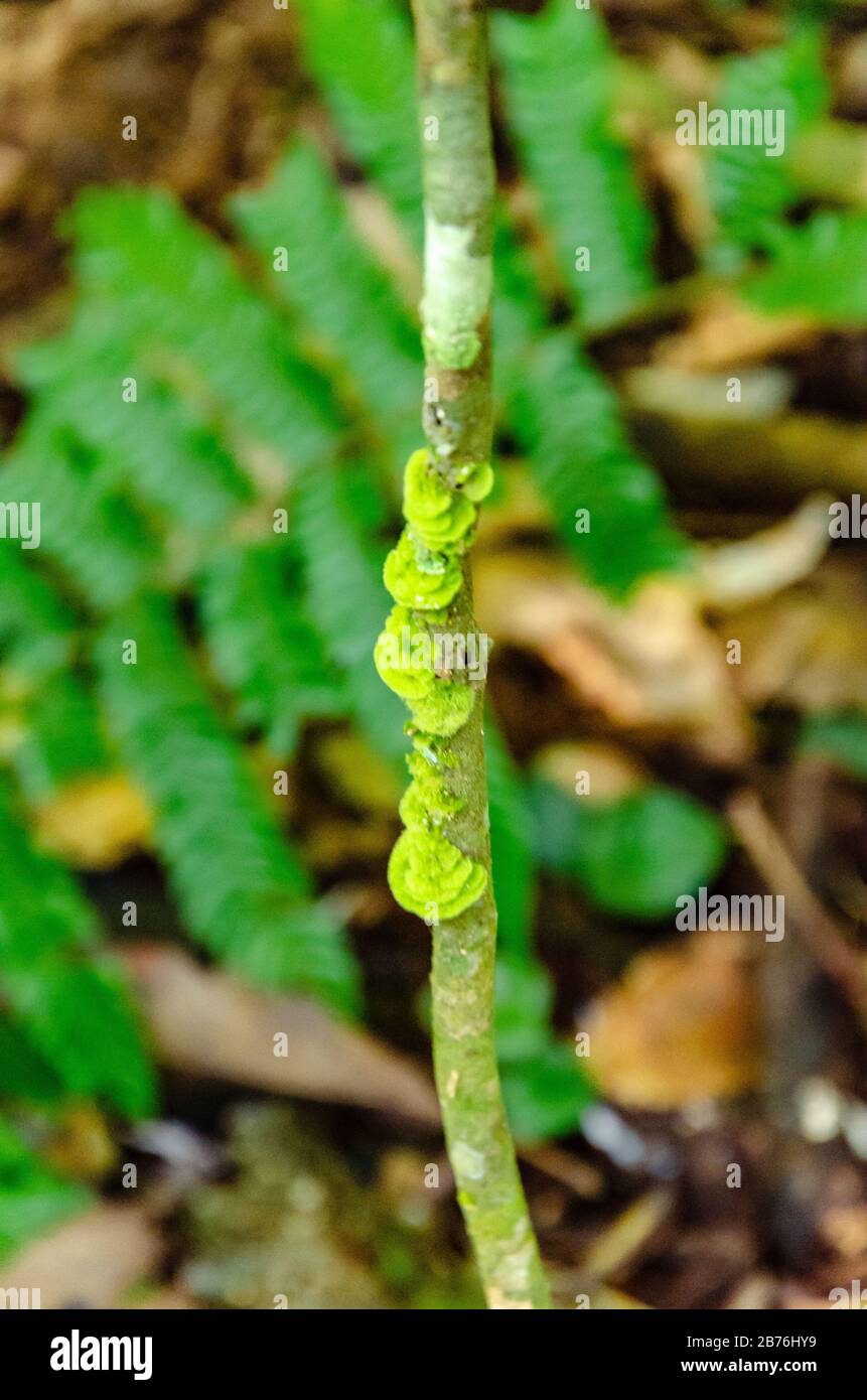 Parasit hi-res stock photography and images - Alamy