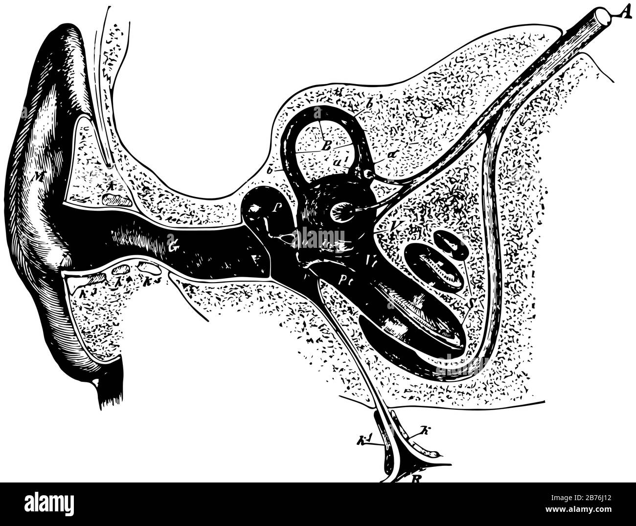 This illustration represents Ear and Auditory Canal, vintage line ...