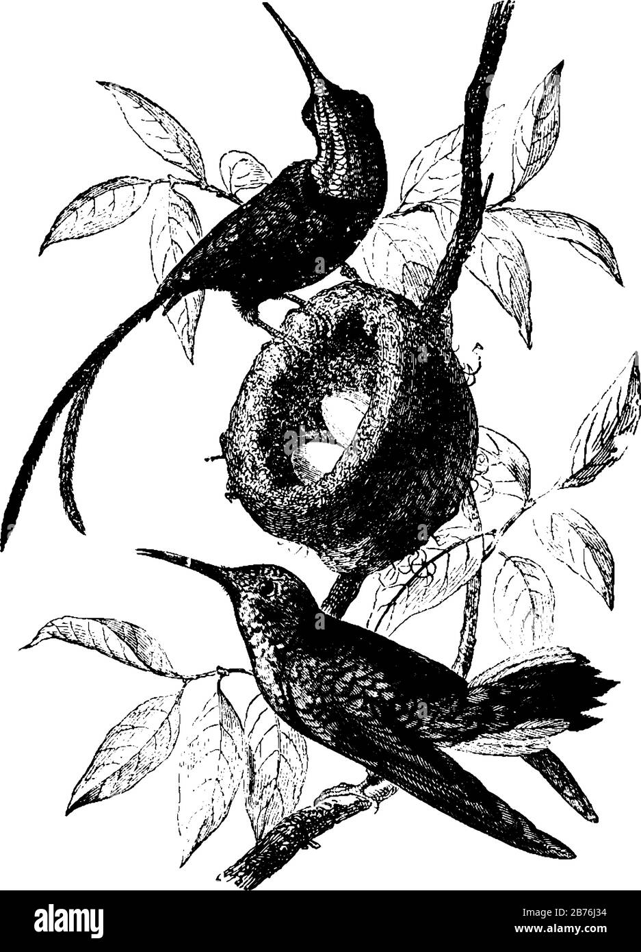 This image represents Topaz Hummingbird, vintage line drawing or ...